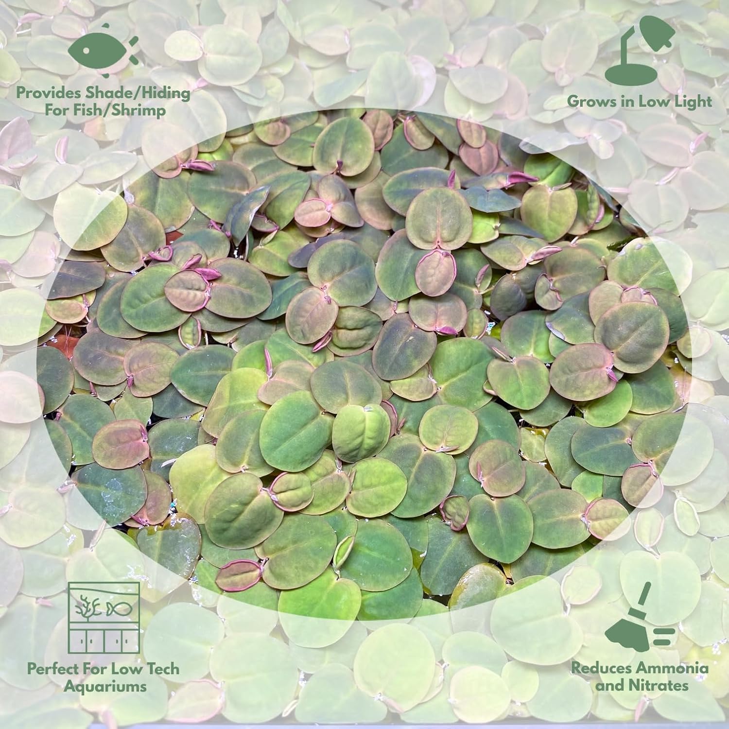 Amazon.com: 50+ Leaves Red Root Floaters Live Aquarium Plant/Floating ...