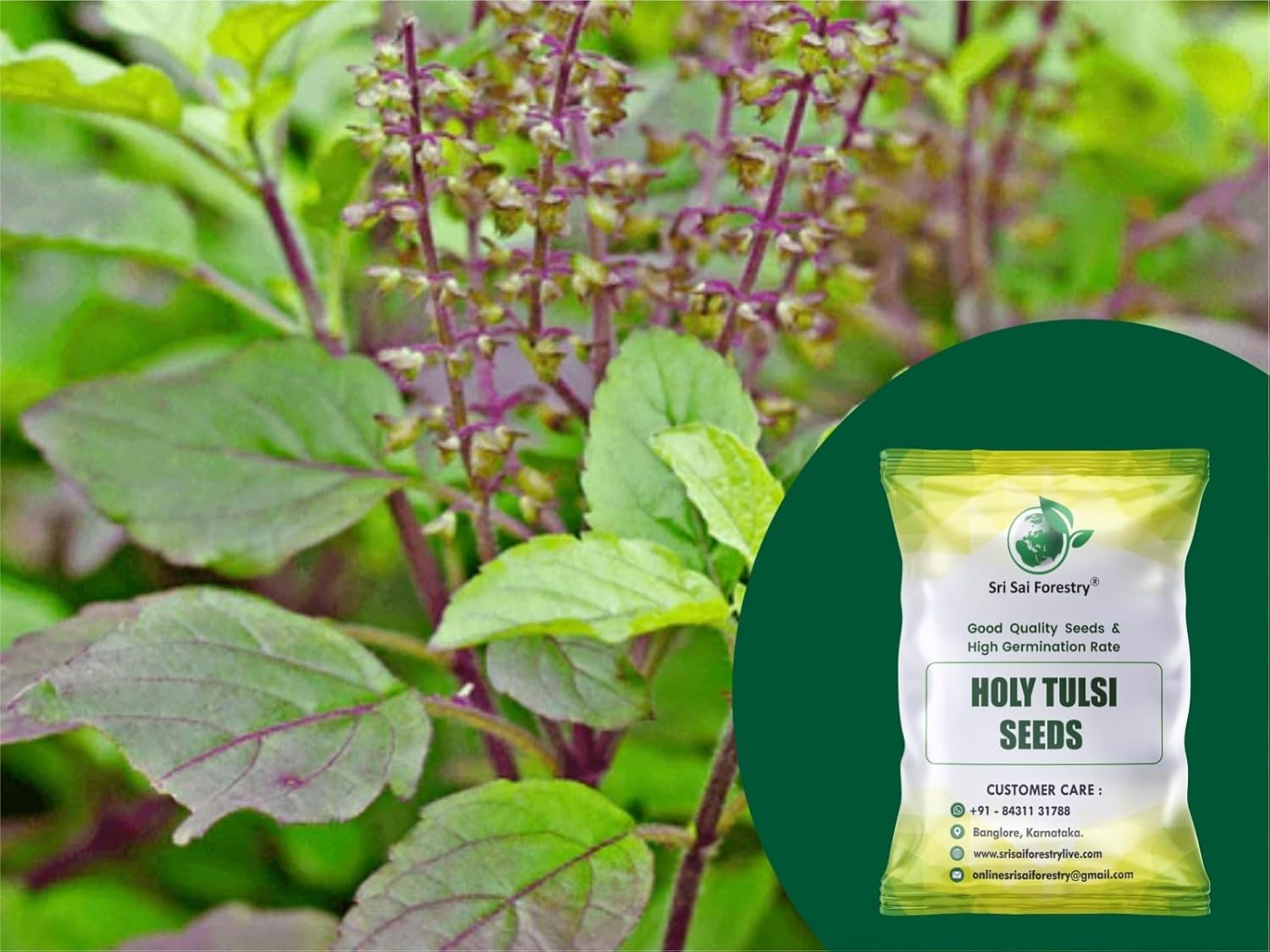 SRI SAI FORESTRY Rama Tulsi and Krishna Tulsi Plant Seeds Mix, Indian ...