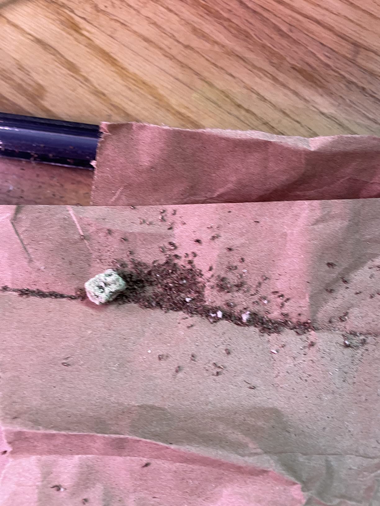 $10/mo - Finance Josh's Frogs Pinhead Banded Crickets | Buy Now, Pay Later