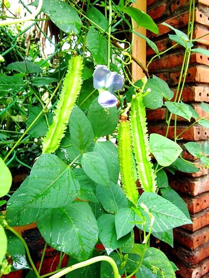 Amazon.com : 100 Winged Bean Seeds - Đậu Rồng - Aka. Dragon Bean, Four ...