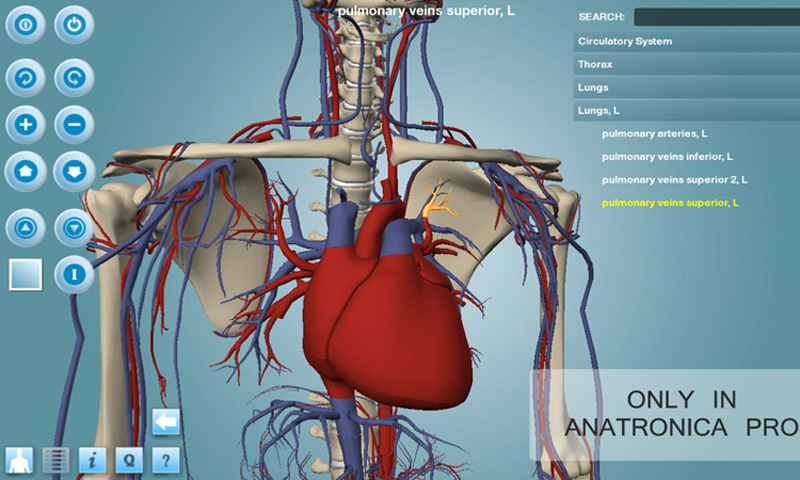 Interactive 3d Anatomy Anatomy 3D Atlas