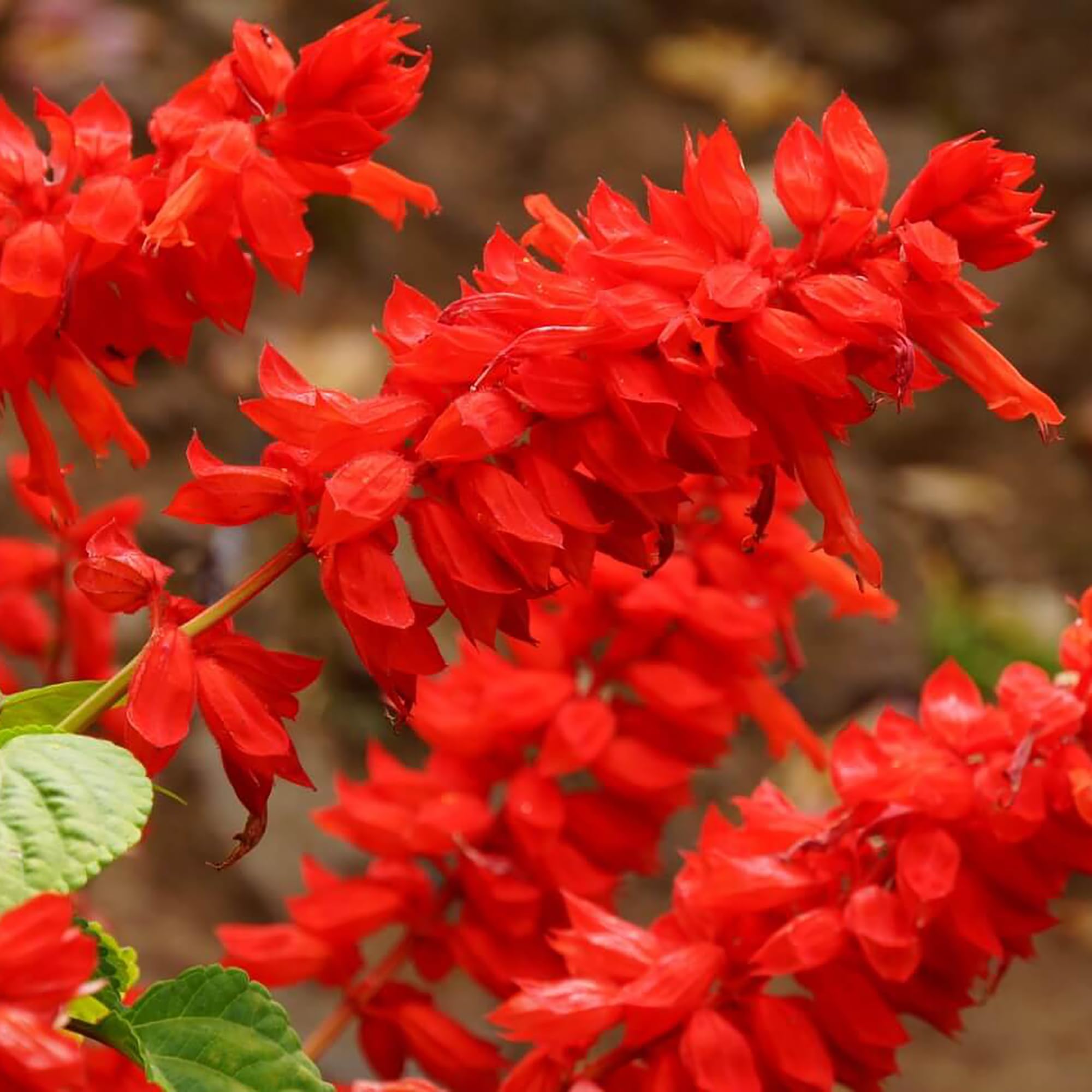Lady In Red Salvia