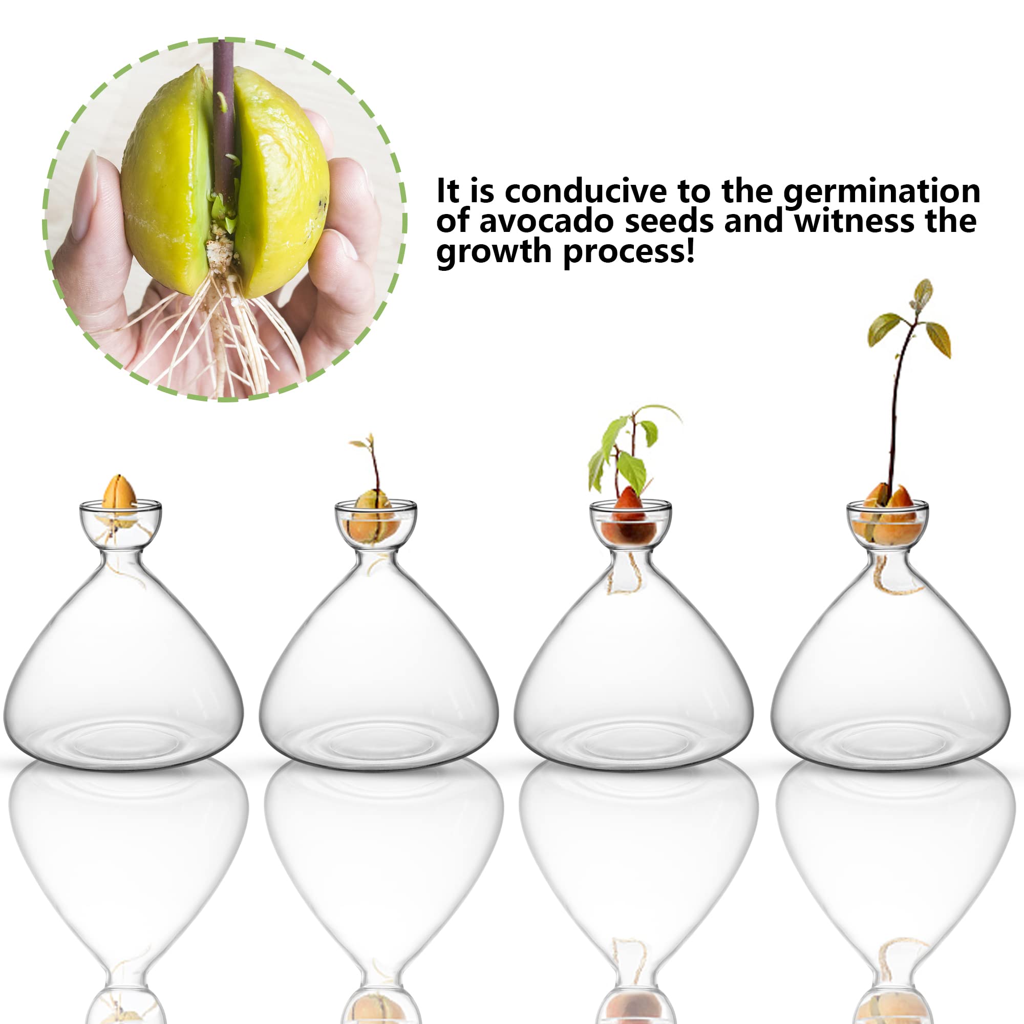 Avocado Seed Germination Process