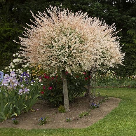 You Garden - Flamingo Willow Tree, Salix Integra 'Hakuro-nishiki ...