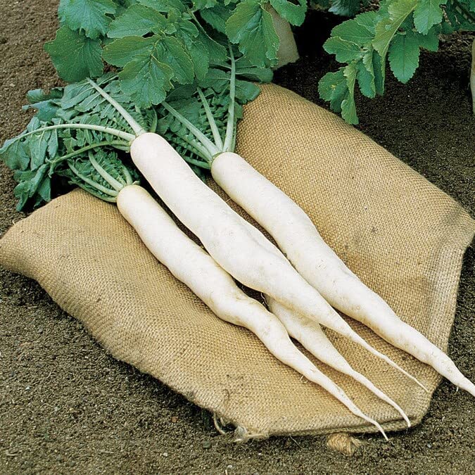JIGNISHASEEDS White Radish - Safed Moli - Moda - Daikon Desi Vegetable ...
