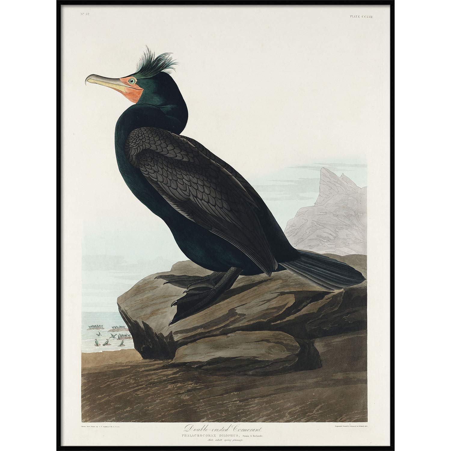 Cormorant Bird Drawing