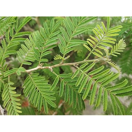 gross shami tree, prosopis cineraria plant, banni maram, banni mara ...