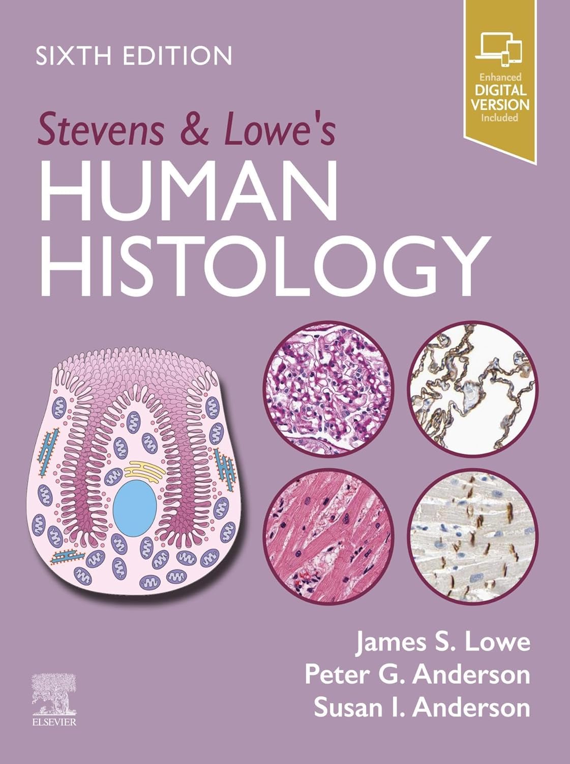 Amazon.com: Stevens & Lowe's Human Histology - E-Book eBook : Lowe ...