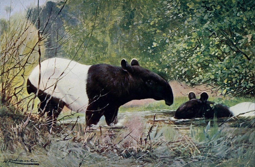 Posterazzi Wild Life of The World 1916 Indian Tapir Poster Print by F.W ...
