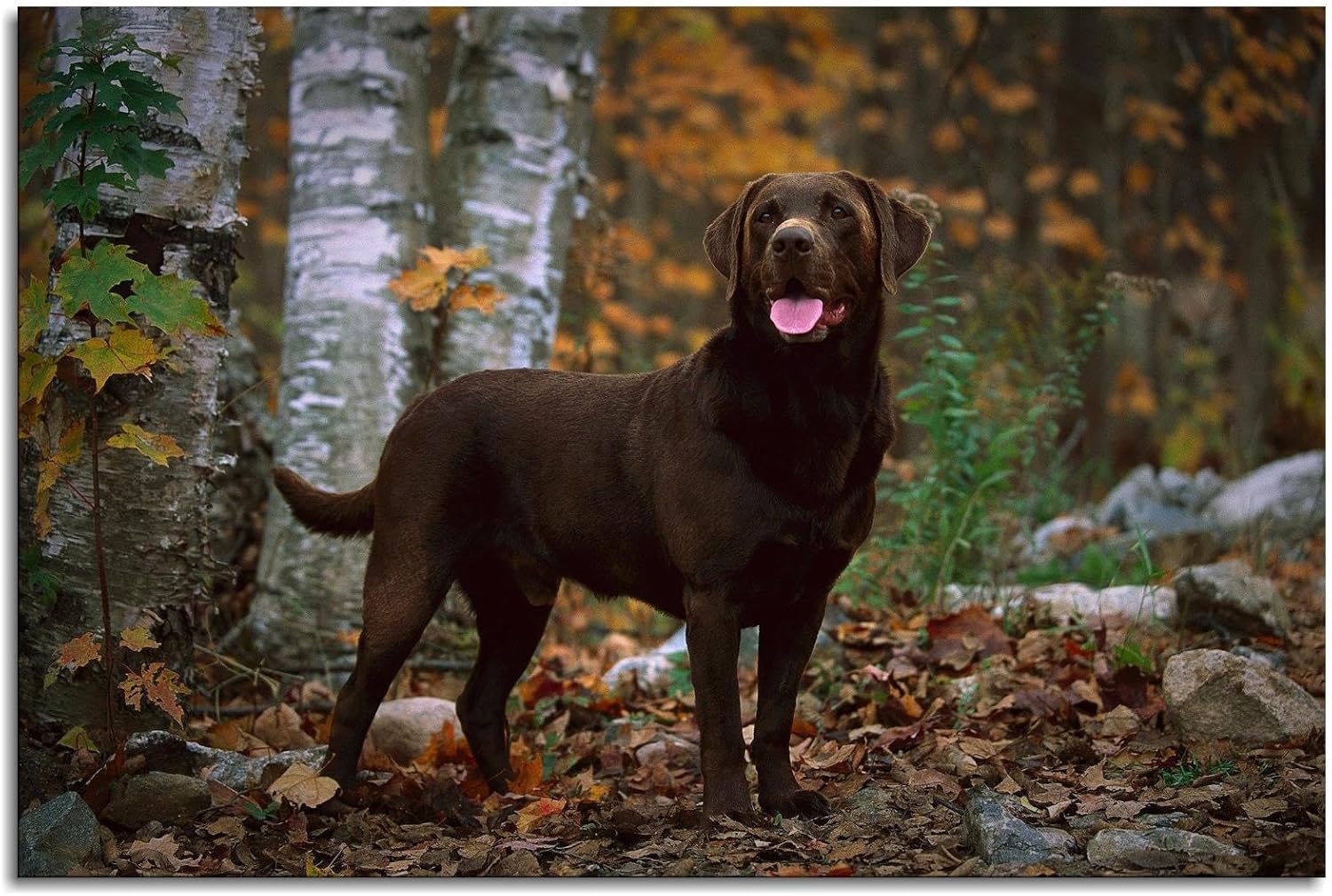 Amazon.com: Brown Labrador Poster Canvas Pictures Wall Art Decor Prints ...