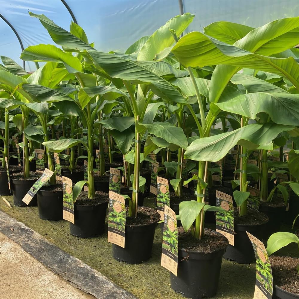 Musa Basjoo Fully Hardy Banana Fruit Tree 3-4ft Tall Extra Large in a 5 ...