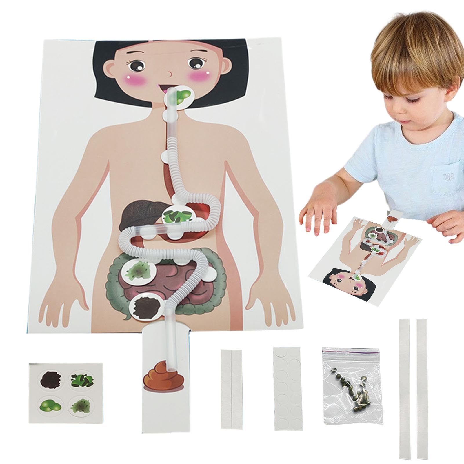 Digestive System Model Toys - Medical Teaching Model - Models Anatomy ...