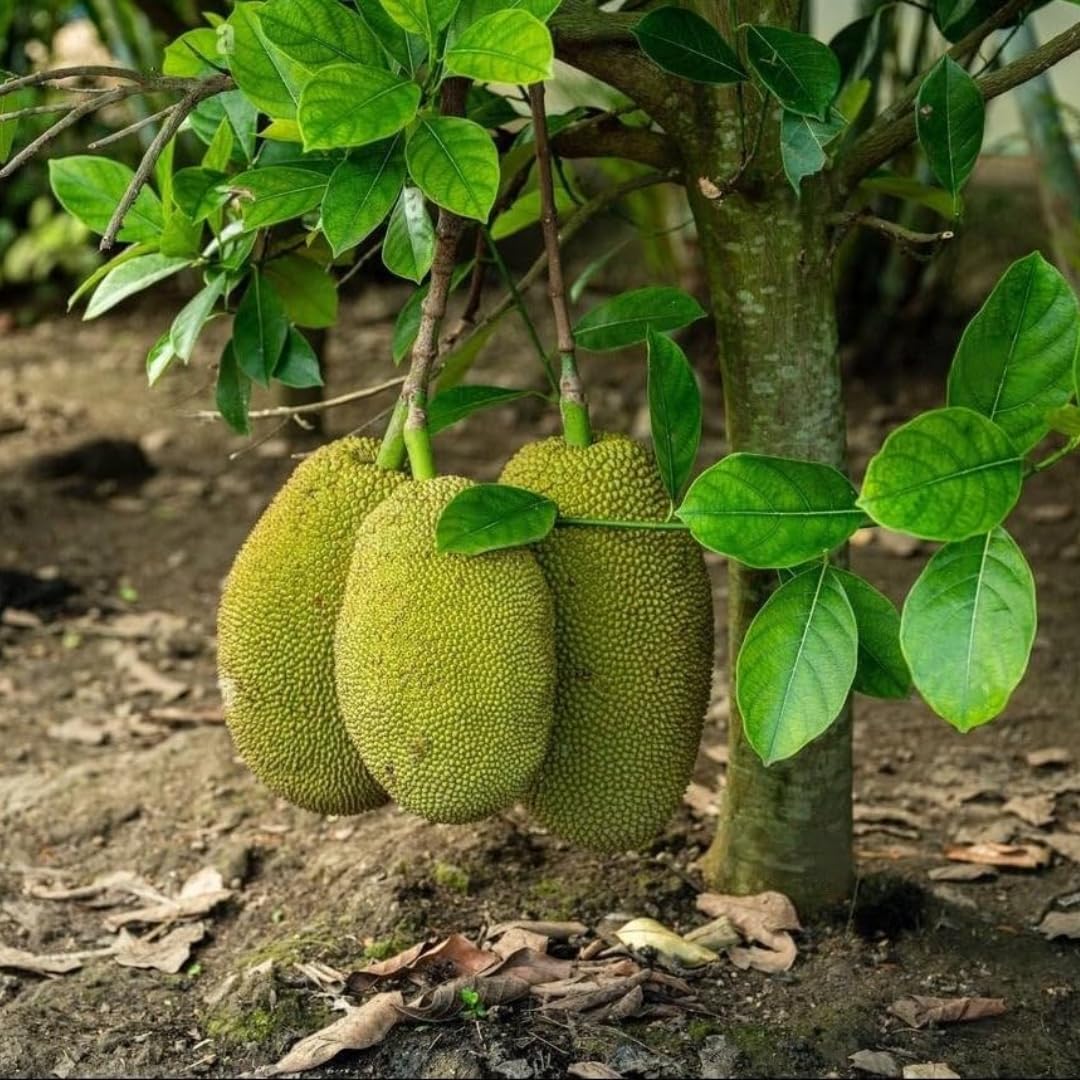 M-Tech Gardens Jackfruit Plant (Vietnam Super Early, Bud Grafted ...
