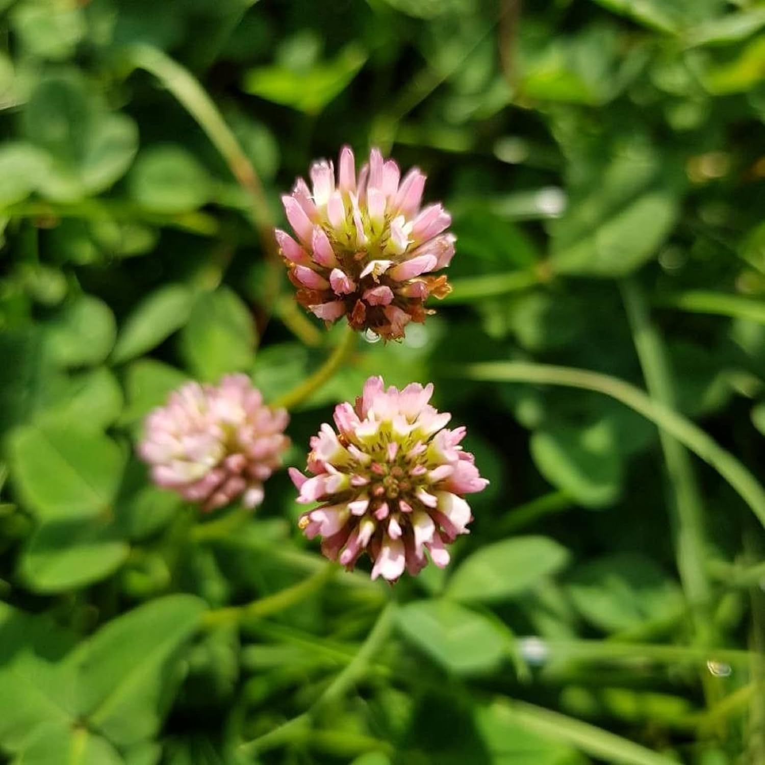 Amazon.com : CHUXAY GARDEN Trifolium Fragiferum Seed,Strawberry Clover ...