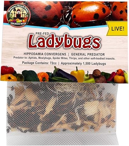 Amazon.com: 1500 Live Ladybugs - Guaranteed Live Delivery! + Good Bug ...
