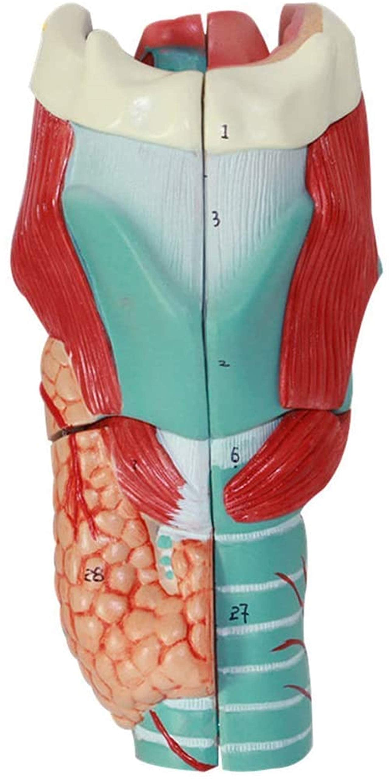 Larynx Anatomy Netter