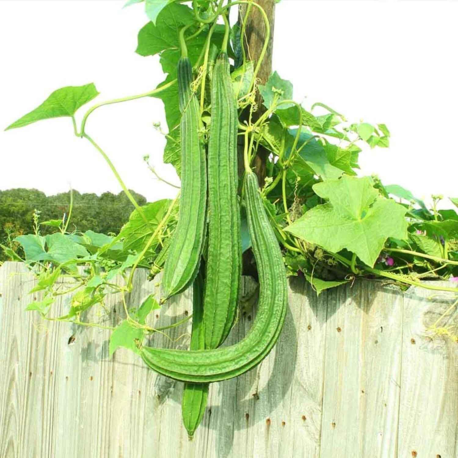 Amazon.com : 3 Pack x 100 Seeds - Luffa Seeds | Sponge Gourd (Ghosaval ...