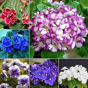 Amazon.com : Bobby Courtyard Violet Seeds 1000+ Mixed - Wild Violet ...