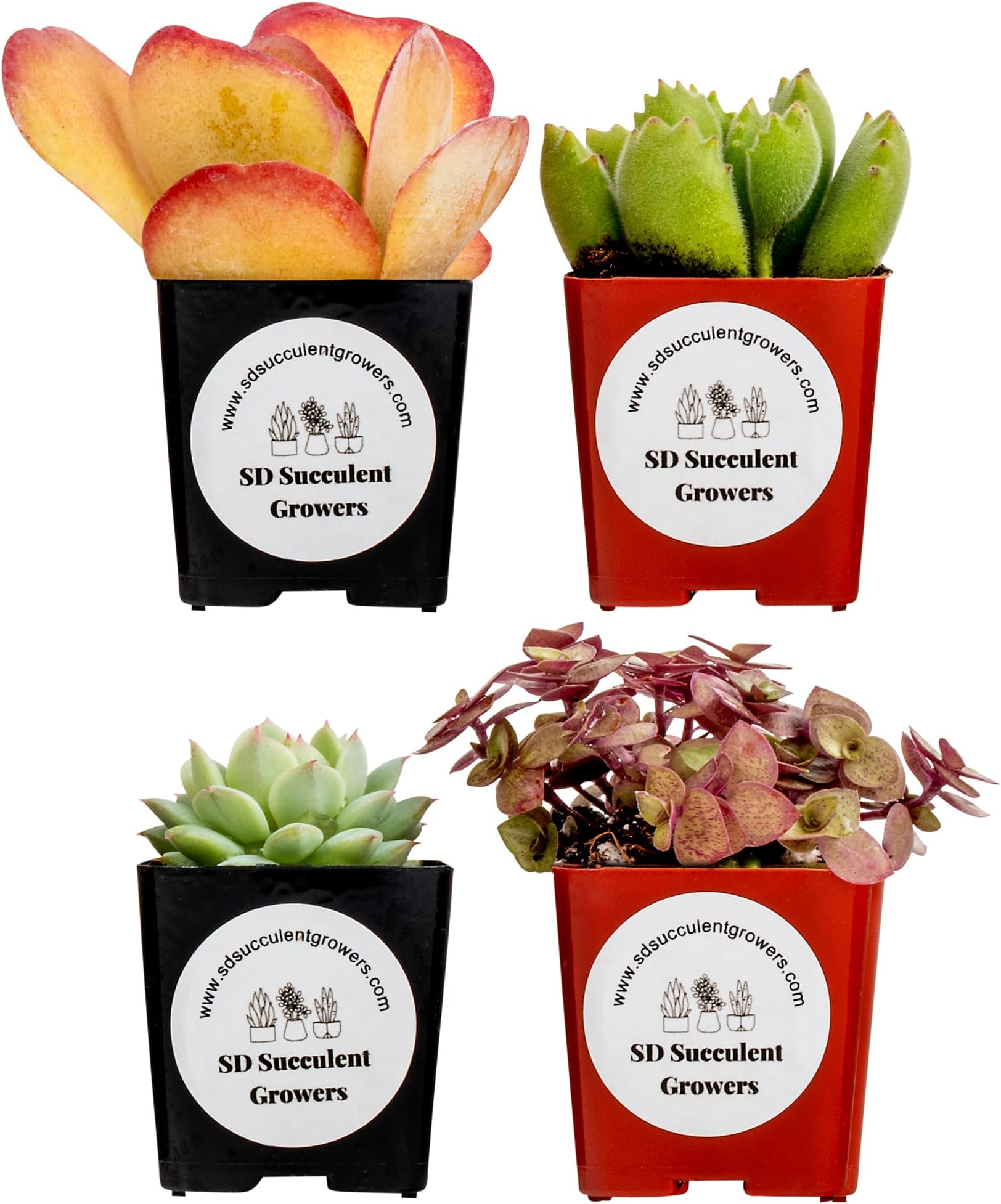 Amazon.com : SD Succulent Growers Live Succulents Plants Variety Pack ...