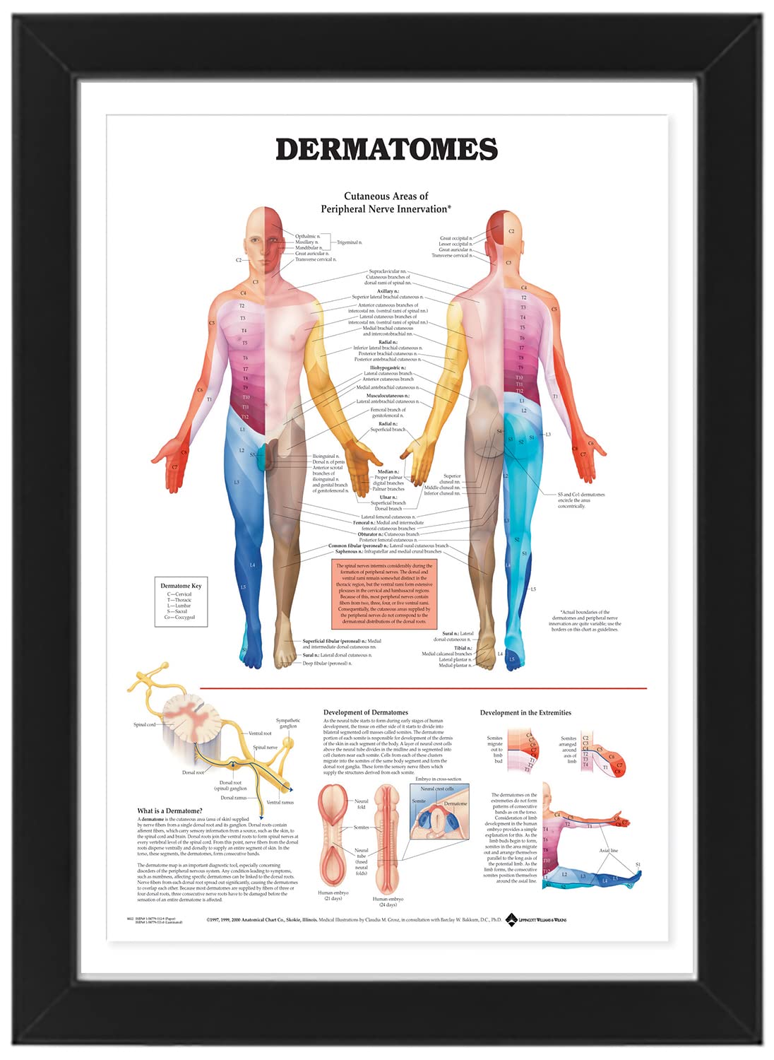 Dermatomes Human Body System Anatomical Medical Poster Professional ...