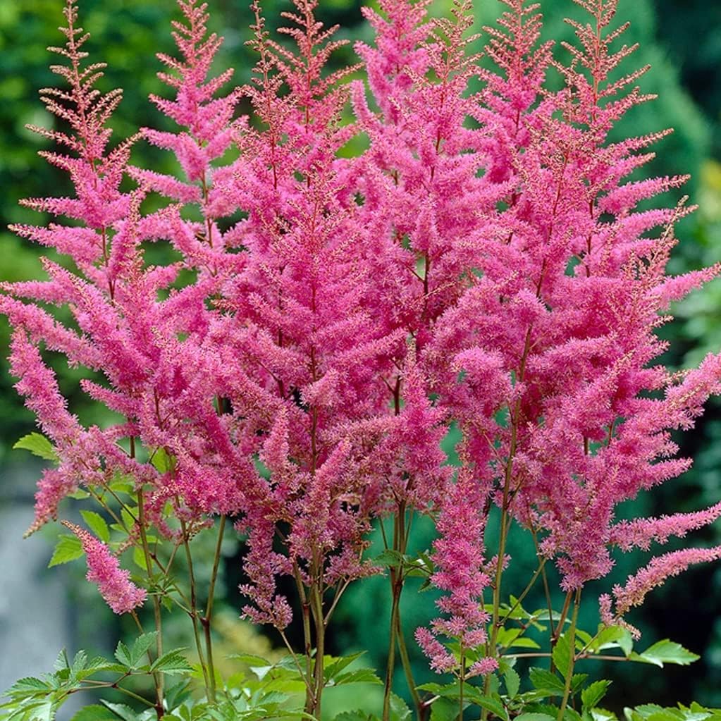 Amazon.com : Votaniki America Astilbe Bare Root - Perennial Astilbe ...