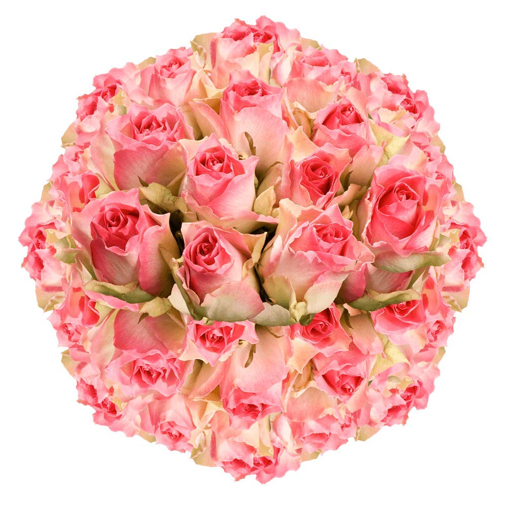 Amazon.com : GlobalRose 250 Fresh Cut Light Creamy Pink Roses ...