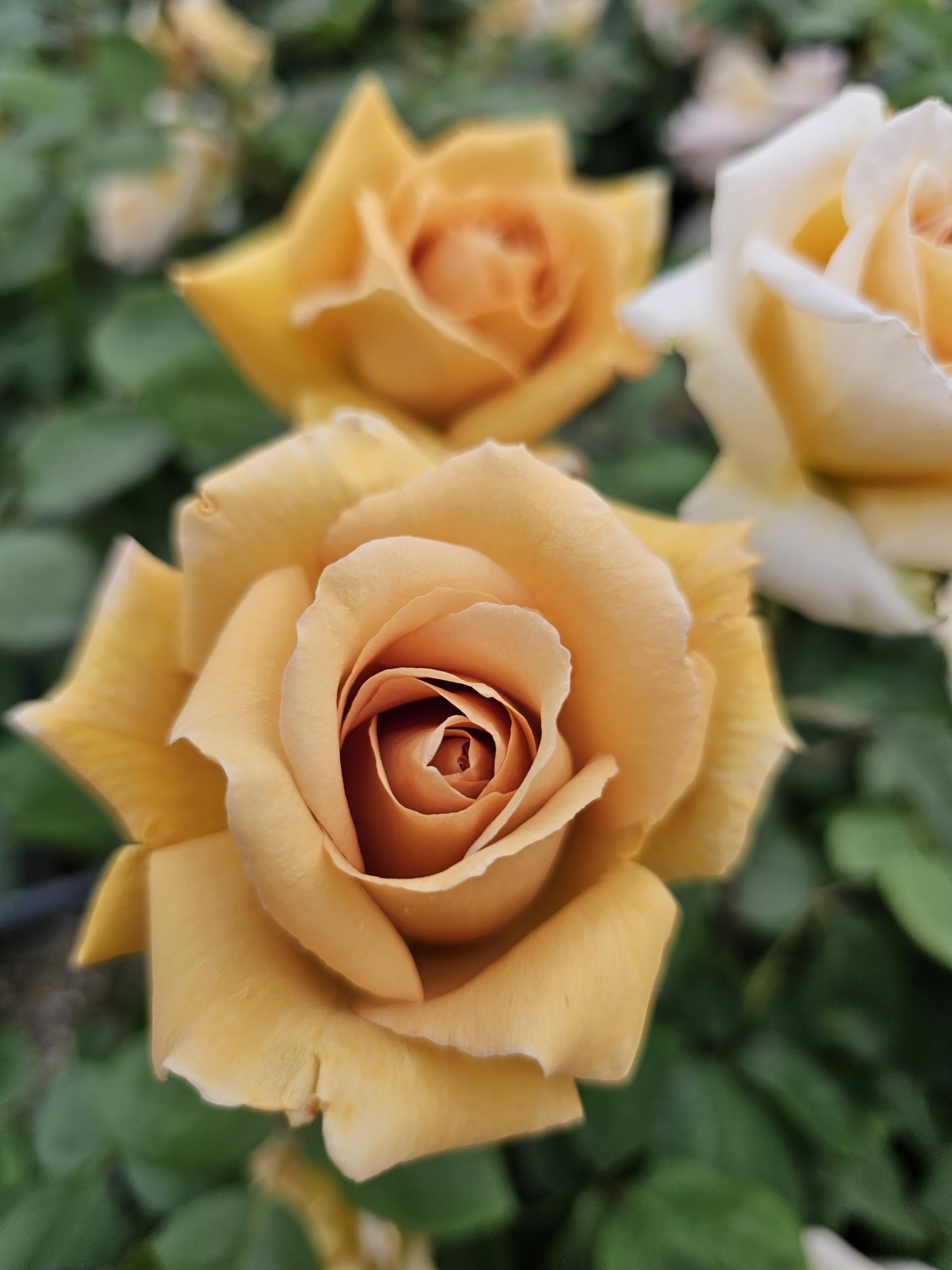 Amazon.com : Ma Cherie Roses Butterscotch Climbing Roses Live Plants ...