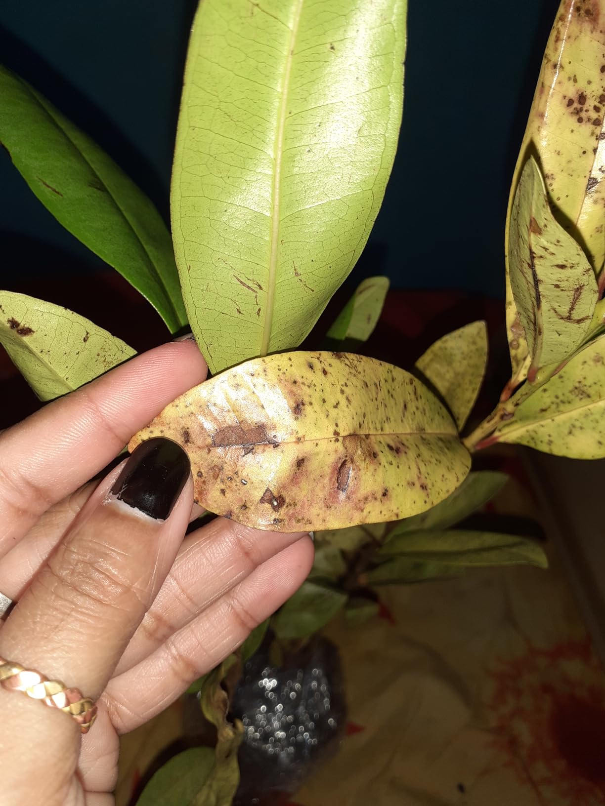 Creative Farmer Live All Spice Plant Sarvasugandhi Pimenta Dioica 1 ...