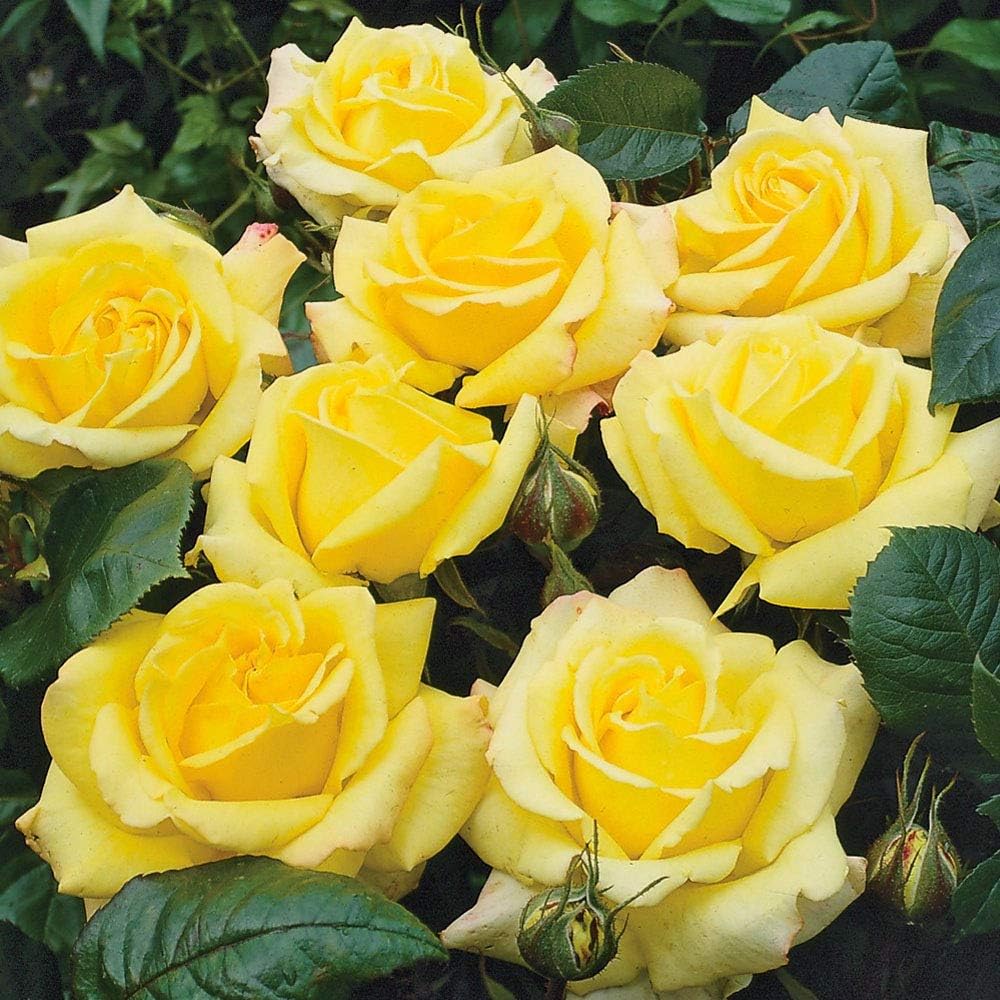 Polyantha Rose Garden Princess- Sturdy and Bushy shrubs with Lovely ...
