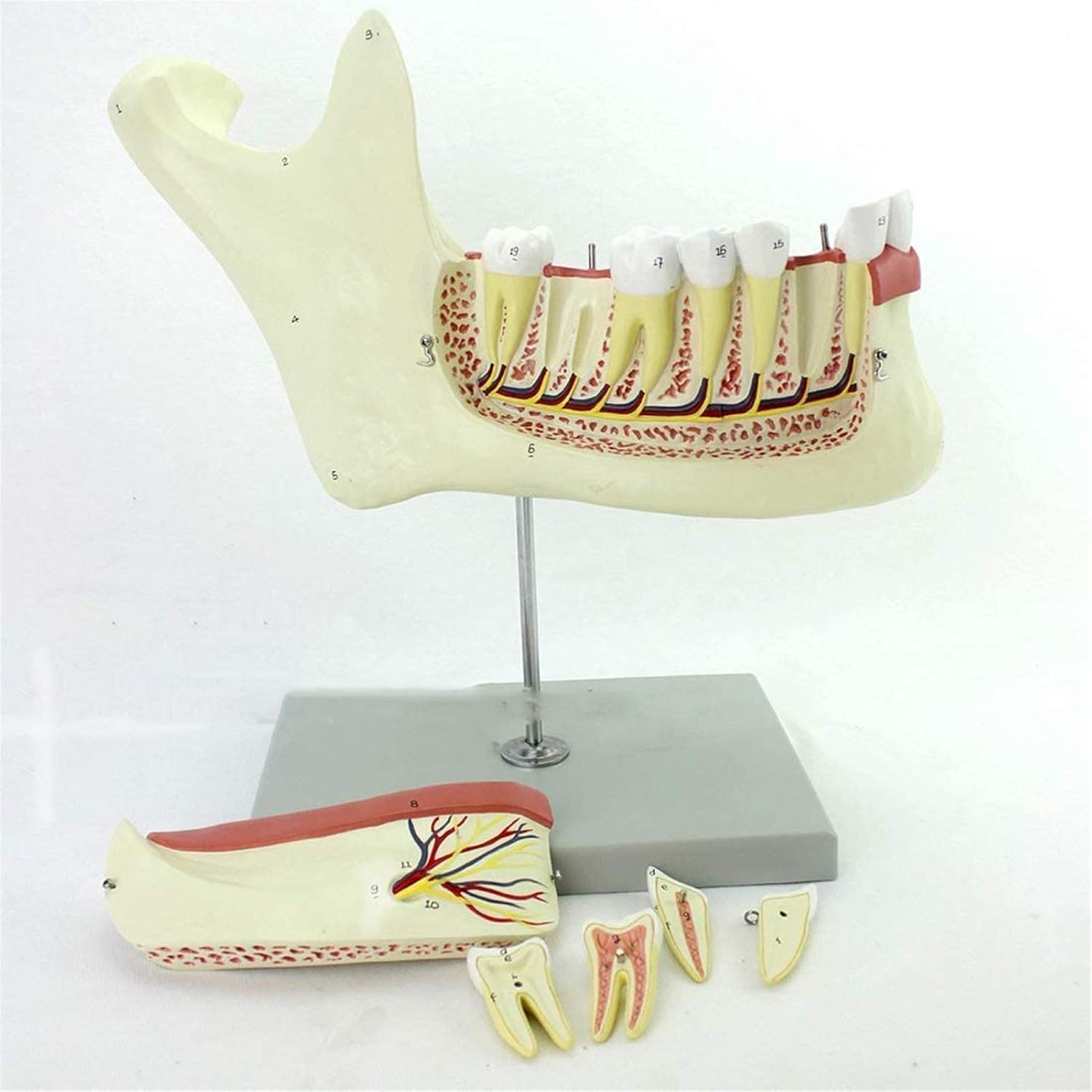 Medical Models, Educational Model Human Mandible Anatomy Model Mandible ...