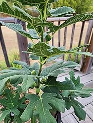 Amazon.com : Urea Fertilizer 46-0-0 from Plantco | Spray Grade, Water ...