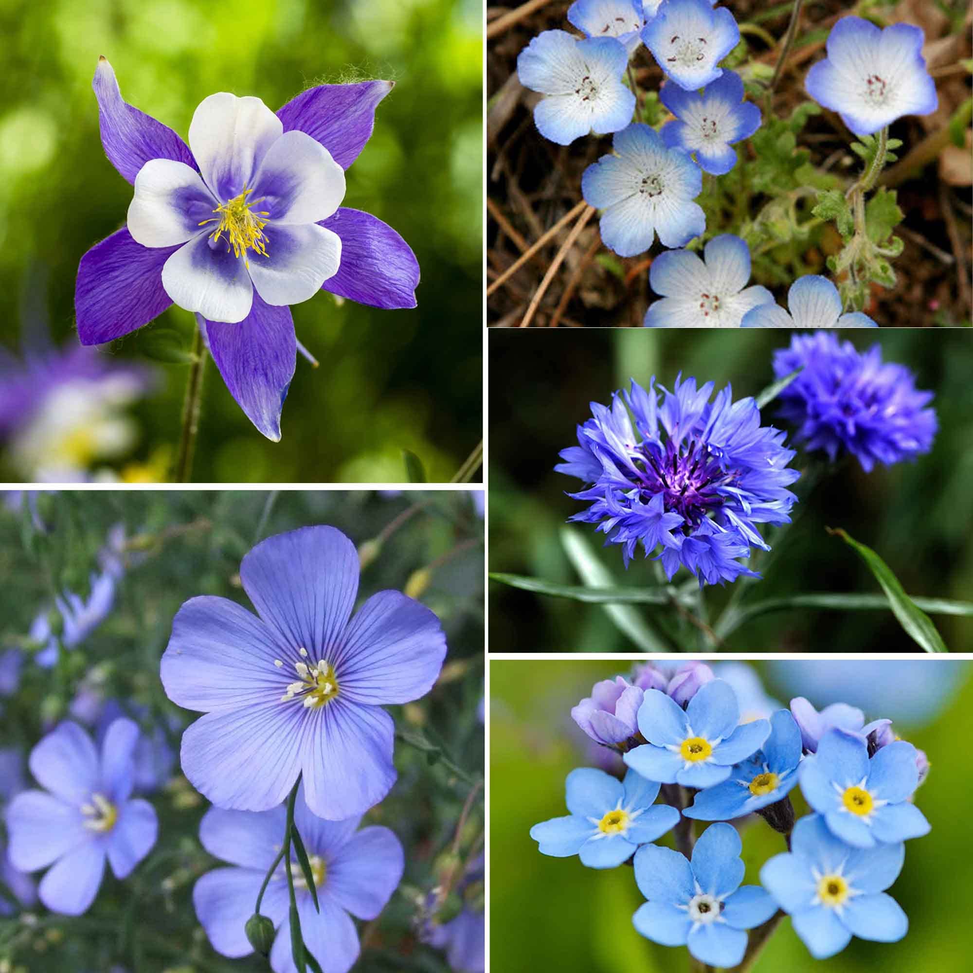 Are Forget Me Not Annuals at Phoebe Grieve blog