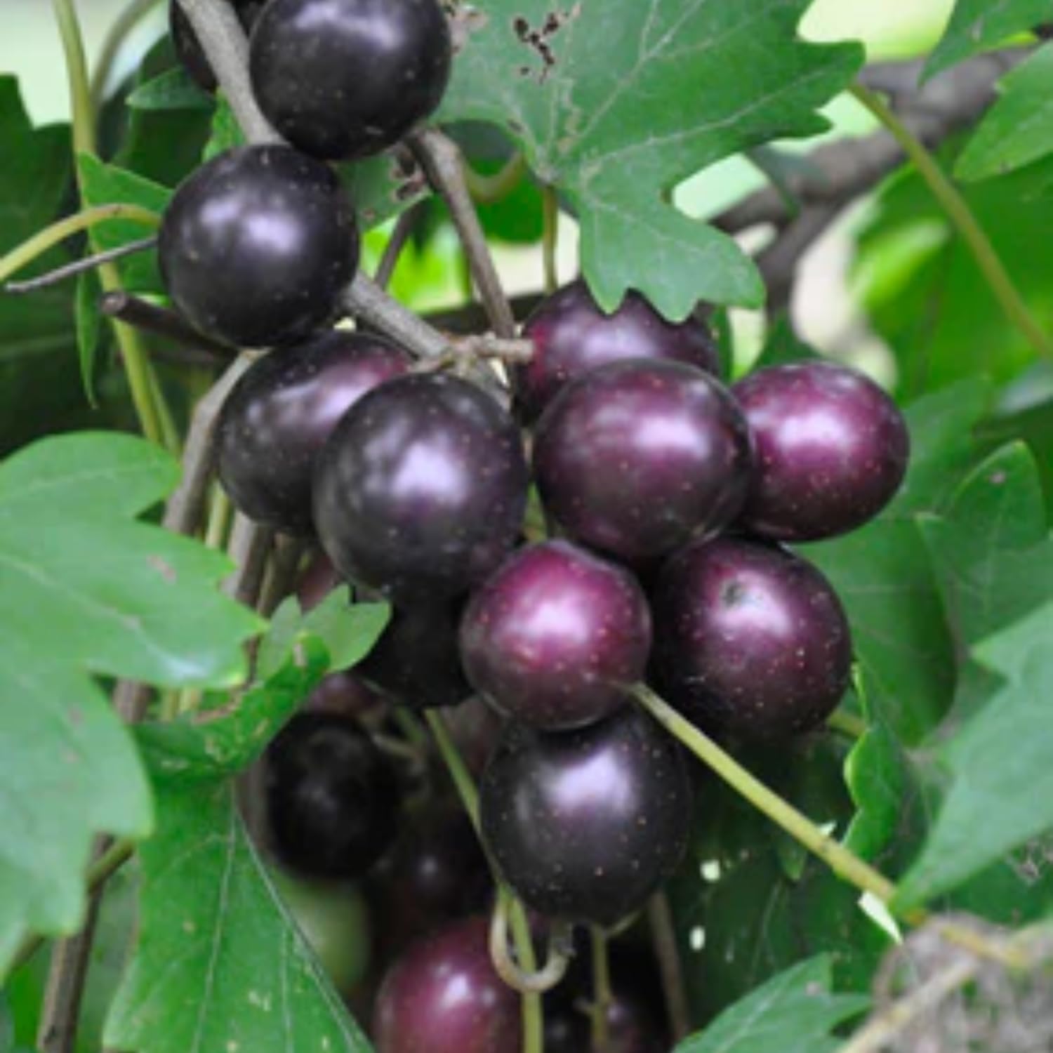 Amazon.com : 3-Pack Muscadine Grape Vine, Grape Plants Live for ...