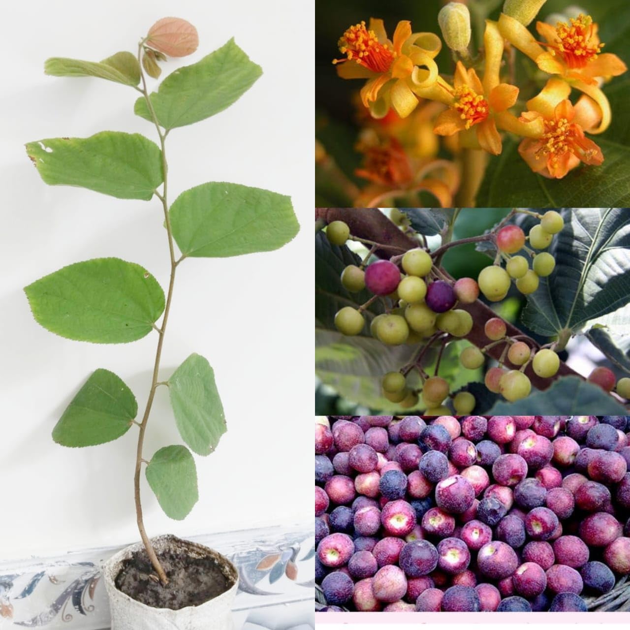 Golden Bloom Phalsa Falsa Grewia Asiatica Fruit Plant (Height 1.5-2 FT ...
