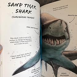 The Ultimate Shark Field Guide: The Ocean Explorer's Handbook (Sharks ...