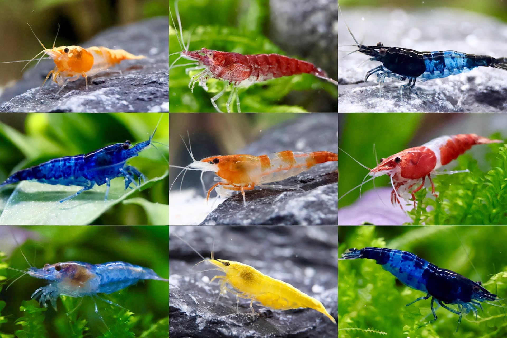 Zwerggarnelen Neocaridina davidi Mix/Fabenfrohe Mischung aus bunten ...