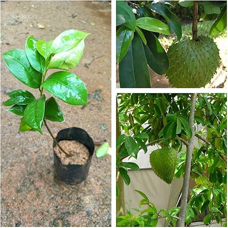 Creative Farmer Live Fruit Plant Mullatha Annona Muricata Soursop Rare ...