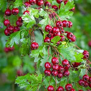 Hawthorn Tree Seeds 30 Seeds - Hardy to Zone 3 - Comes with Planting ...