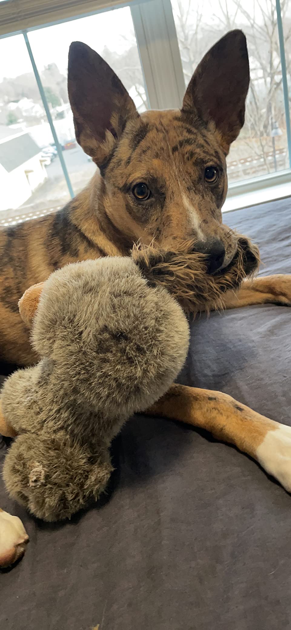 $5/mo - Finance Fluff & Tuff Nuts Squirrel | Buy Now, Pay Later