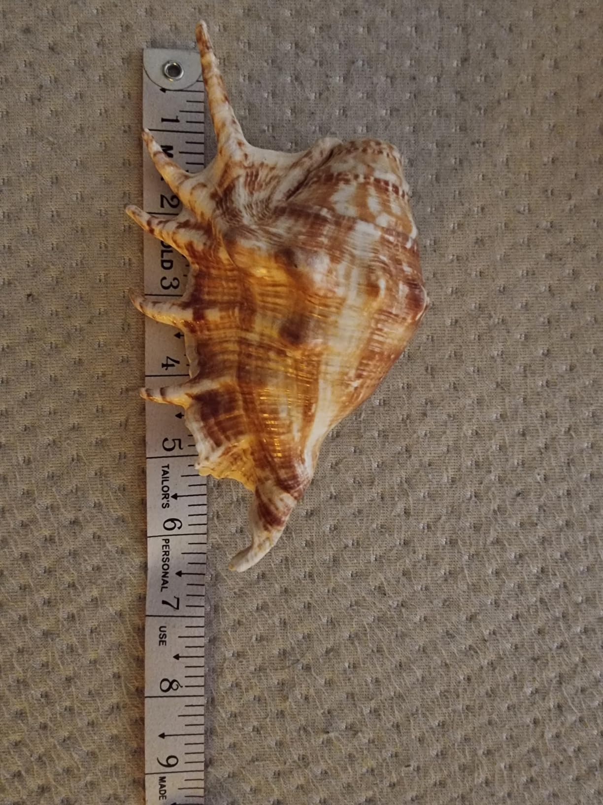 EXCLUSIVE ORIGINAL PANCHMUKHI CONCH OR PANCHAMUKHI SHANKH (8 inches ...