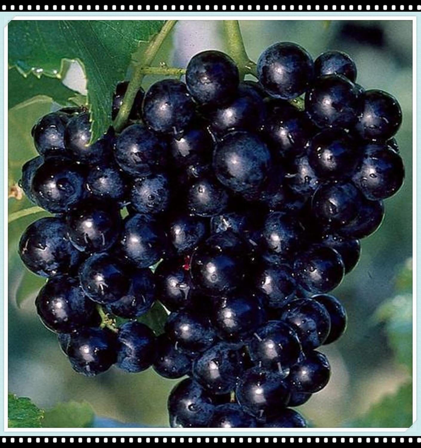 Amazon.com : Finger Grape for Planting Simple to Grow Tubers - Easy ...