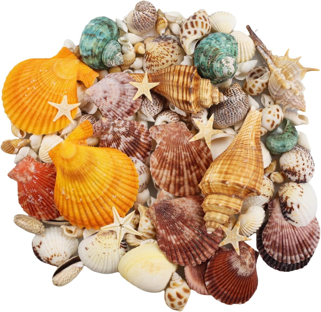 Amazon.com: 135 PCS Sea Shells Mixed Beach Seashells Starfish, Colorful ...