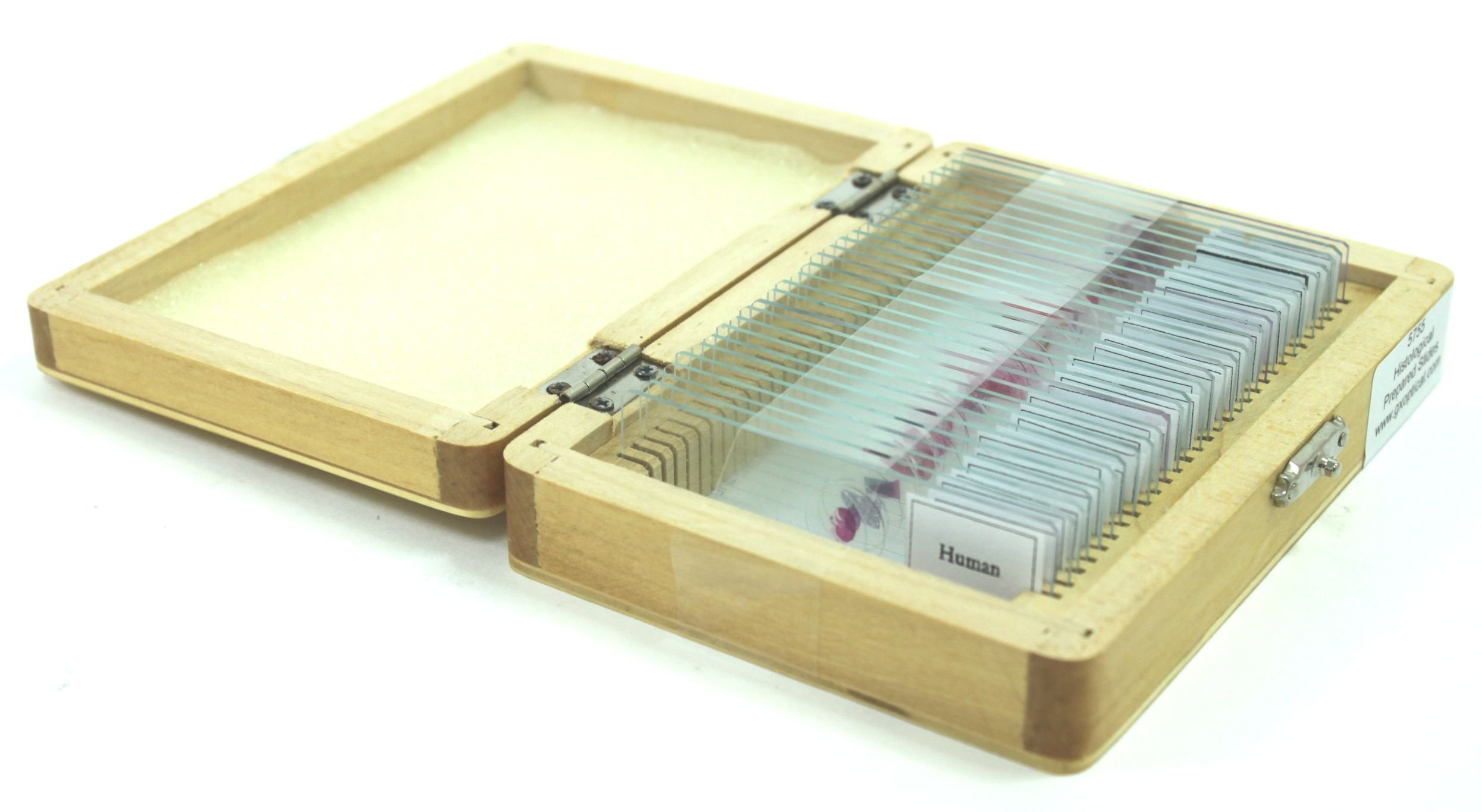 Gx Microscopes Prepared Microscope 30 Slide Set Histology Histological ...