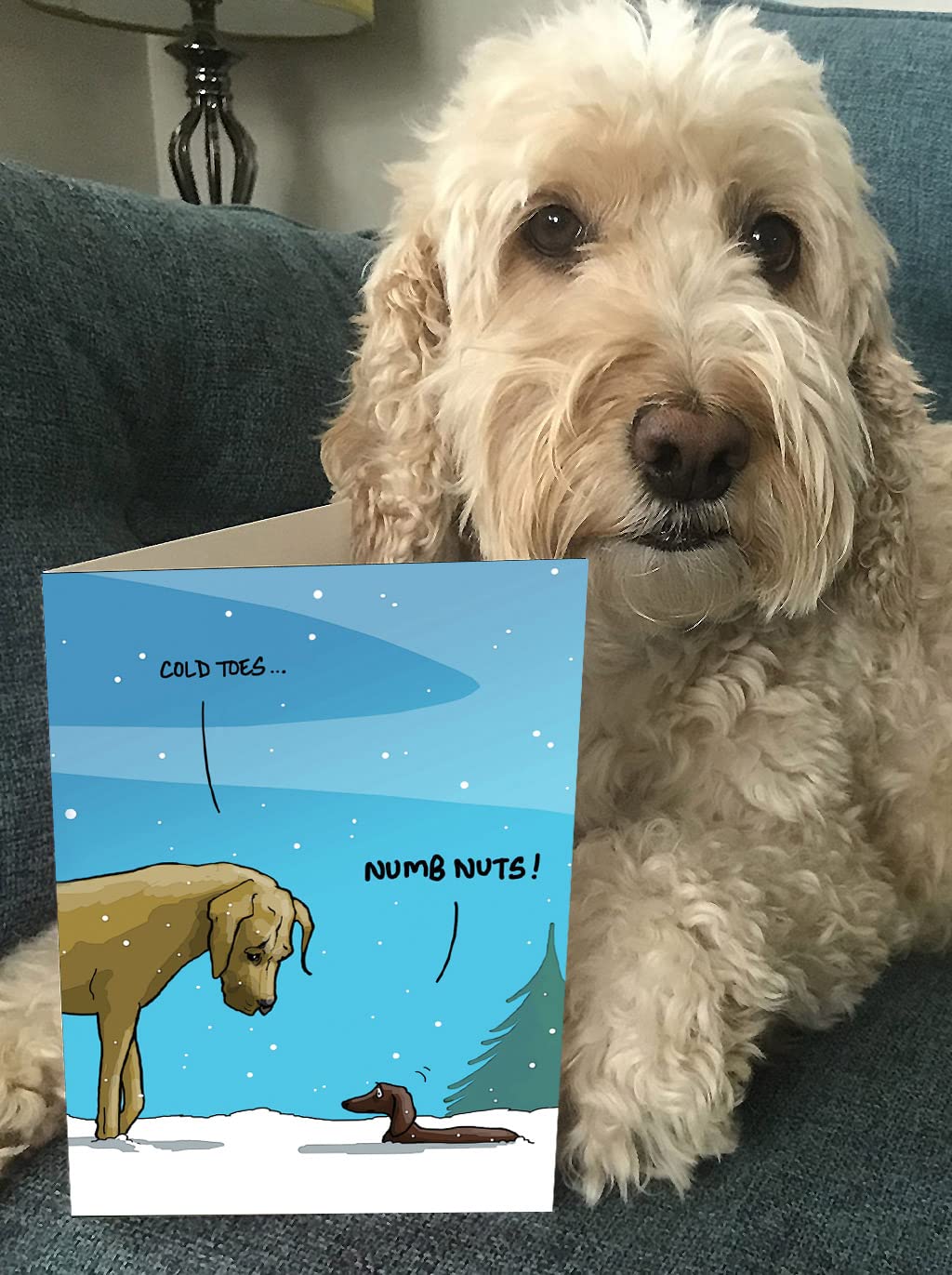 Numb Nuts Memes Brainbox Candy Hilariously Funny Dog Christmas Card