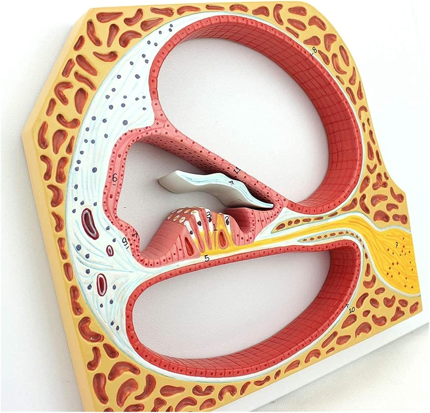 Amazon.com: RRGJ Teaching Model, Spiral Cochlear Model Anatomical Human ...