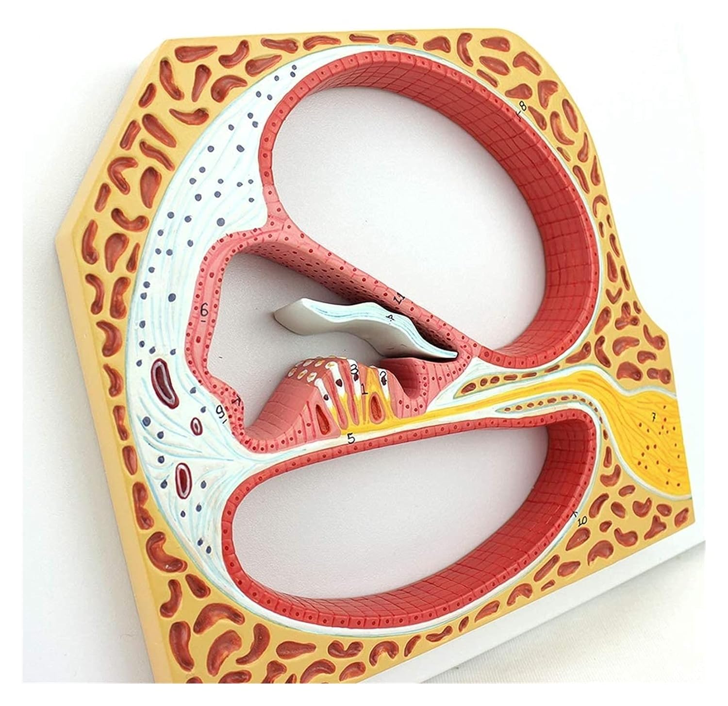 Anatomical Model, Spiral Cochlear Model Anatomical Human Anatomy ...