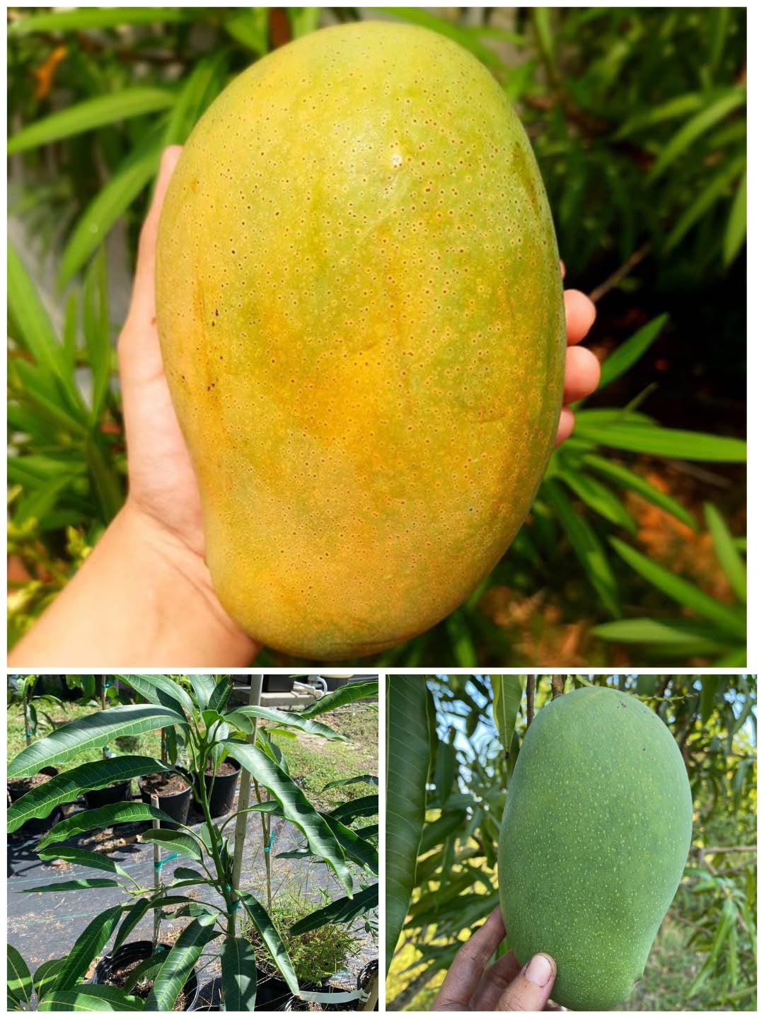 Native Earth Mallika Mango Grafted Plant - All Season Hybrid Live Fruit ...