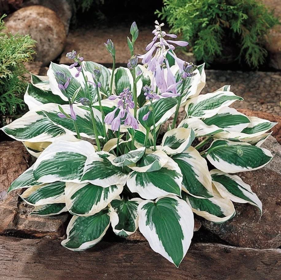 Amazon.com : Votaniki Patriot Hosta Bare Root - Striking Foliage ...