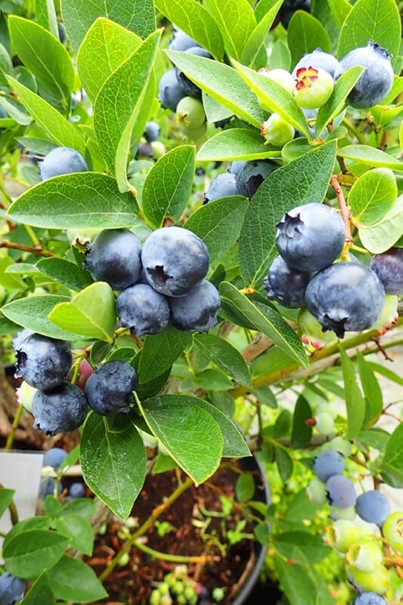 Amazon.com : Top Hat Dwarf Blueberry - Top Hat Blueberry 3-5" Starter ...