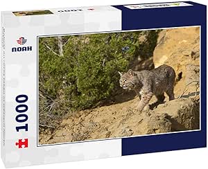 Amazon.com: Noah Jigsaw Puzzle Bobcat on Rocks Taken in Western North ...